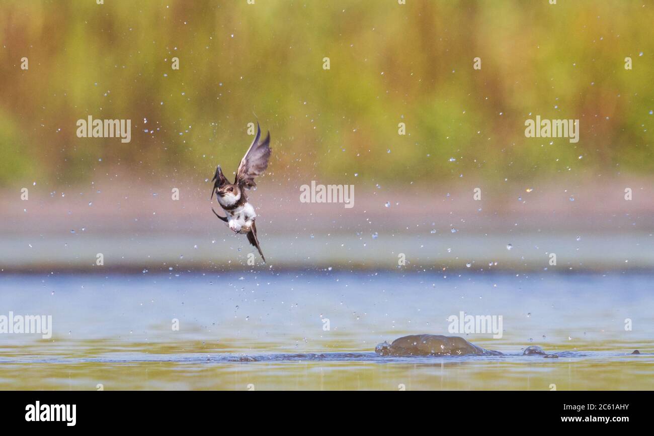 bird on the fly delves into the water Stock Photo - Alamy