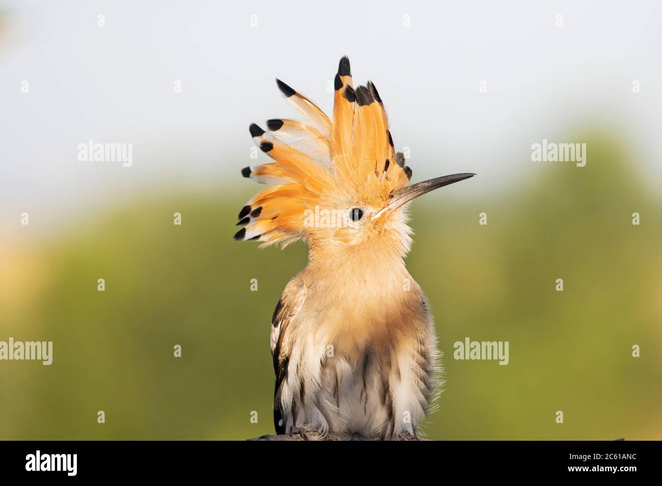 funny hairstyle bird looks up funny Stock Photo - Alamy