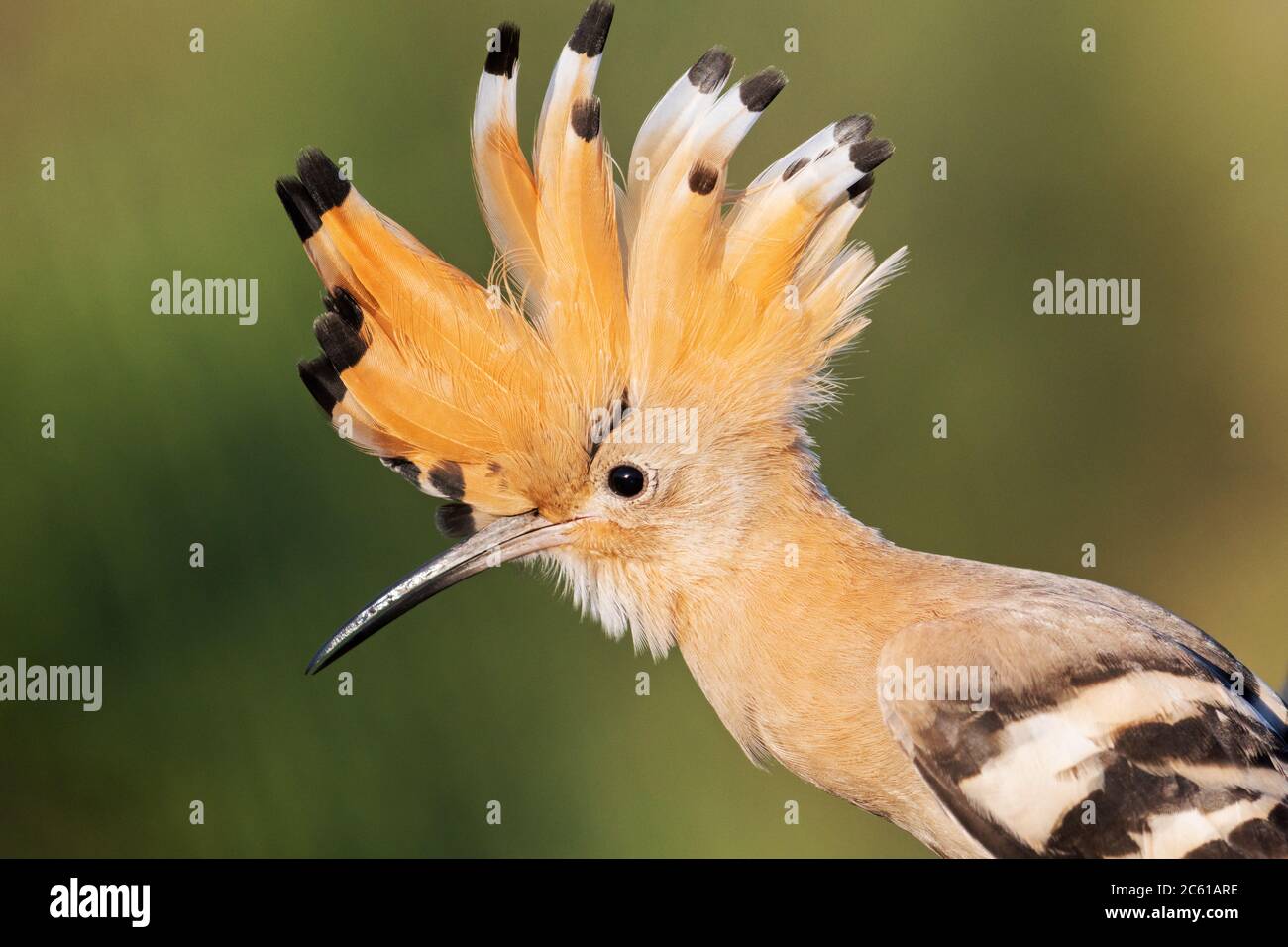 Open crest hi-res stock photography and images - Alamy