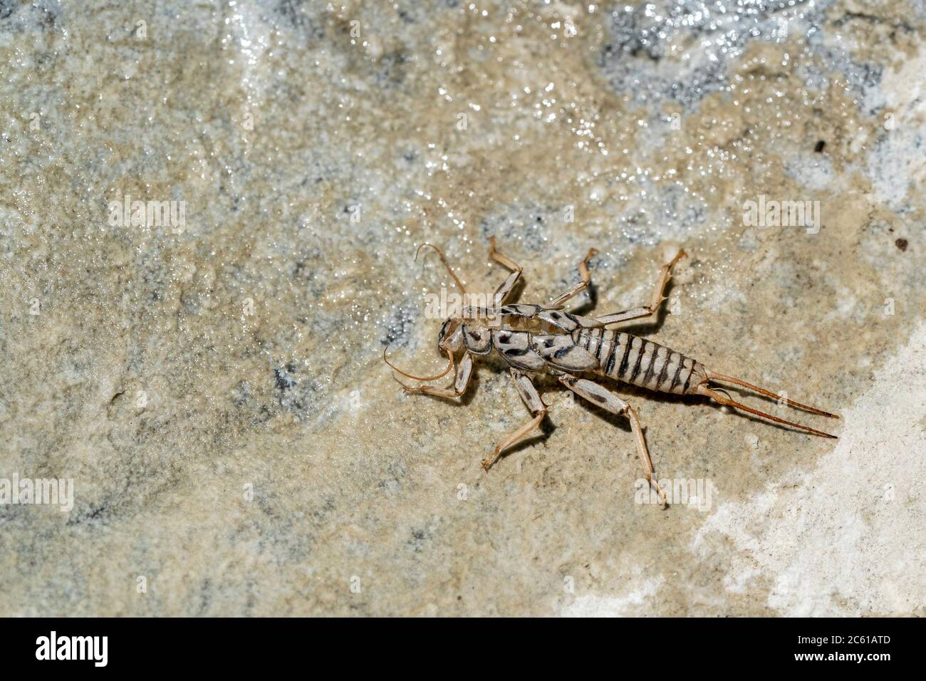 Stonefly larva hi-res stock photography and images - Alamy