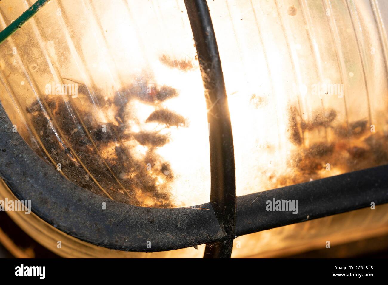 many fly dead inside light Stock Photo - Alamy