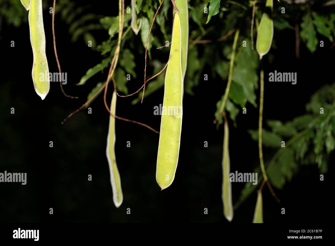 Wisteria seed pod hi-res stock photography and images - Alamy