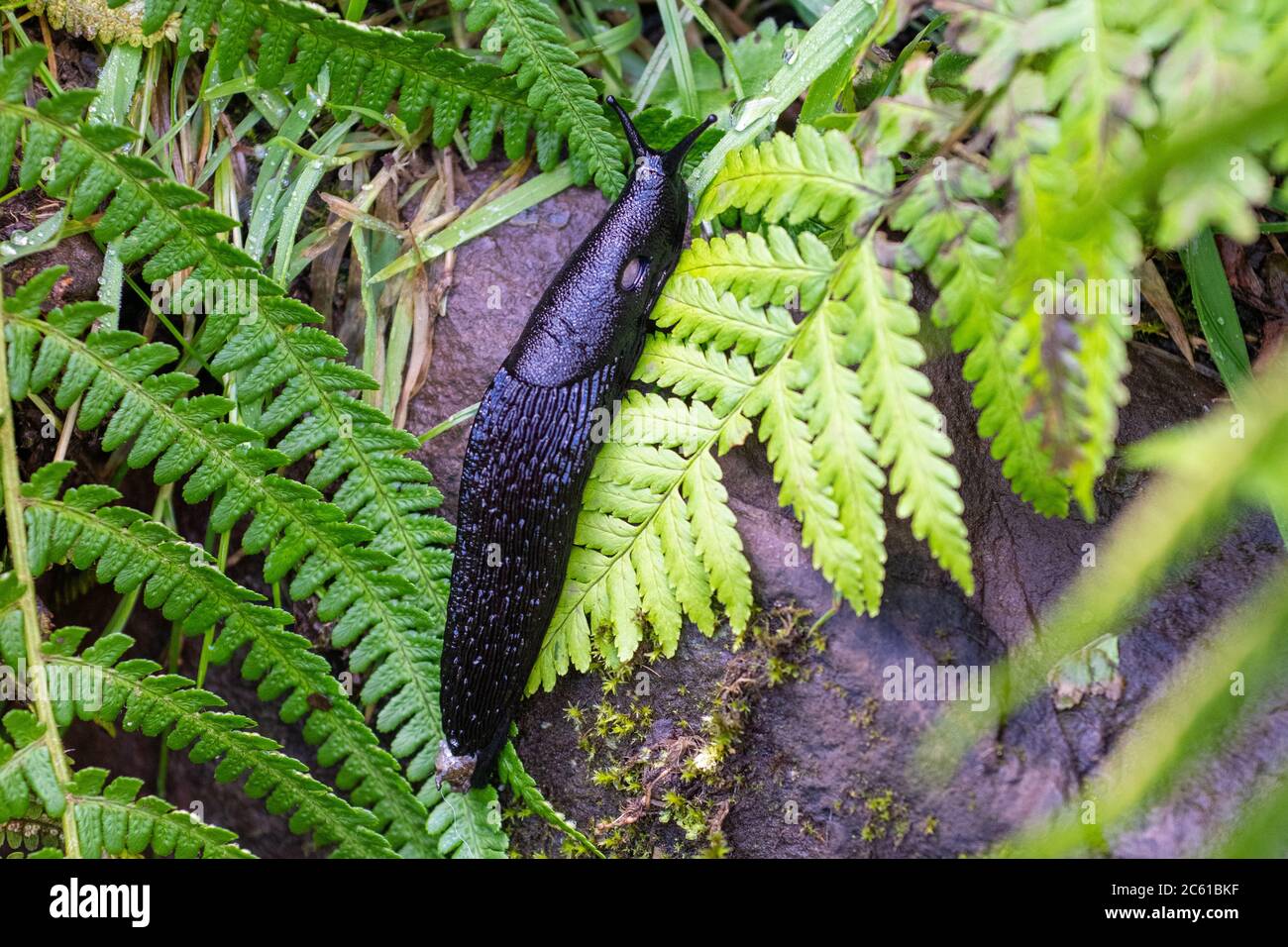 Black slug hi-res stock photography and images - Alamy