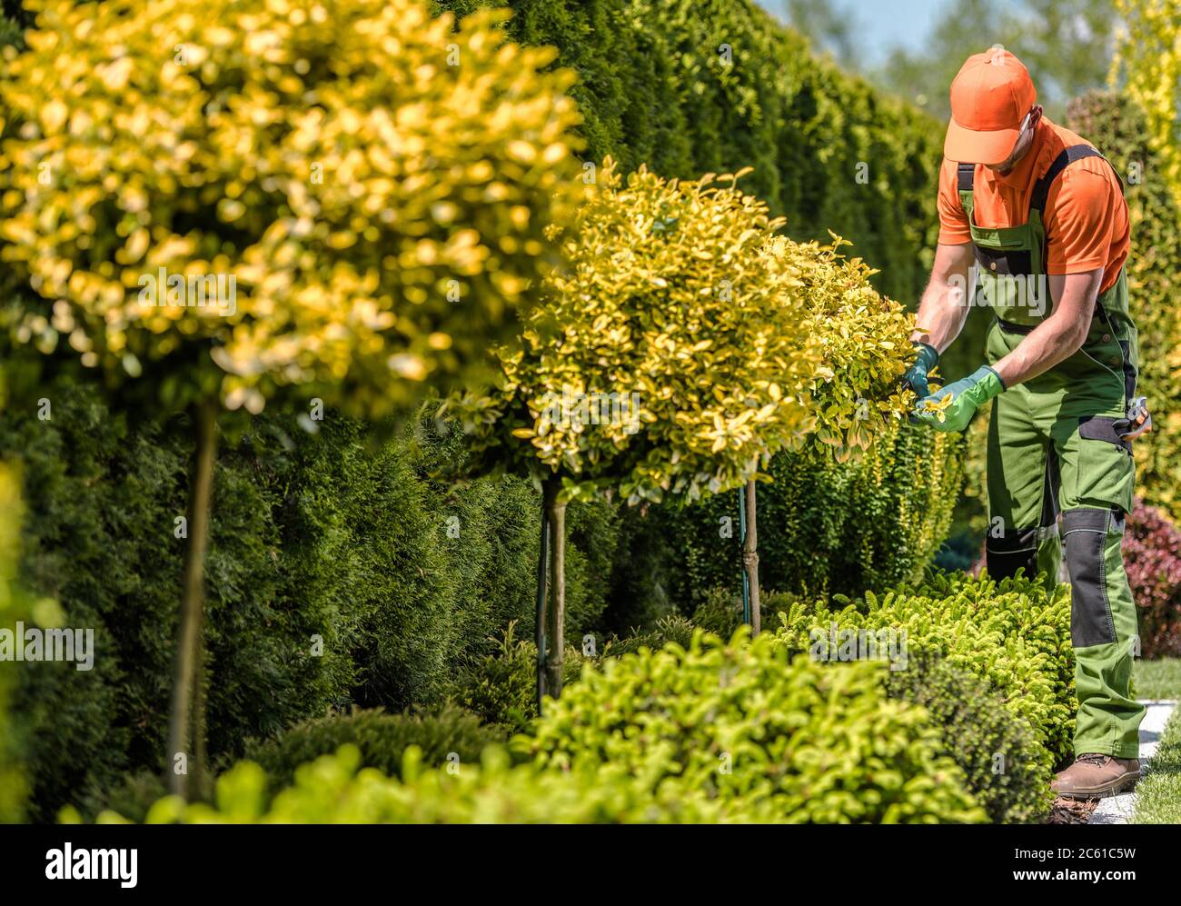 Seasonal Garden Decorative Trees and Plants Trimming Job. Caucasian ...