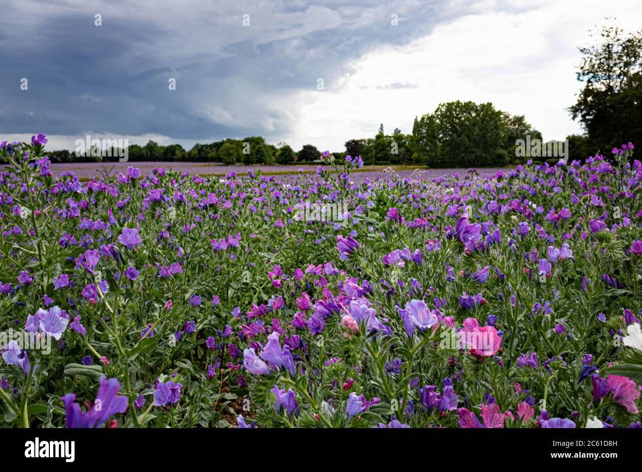 Business field countryside rural summer growth food spring hi-res stock ...