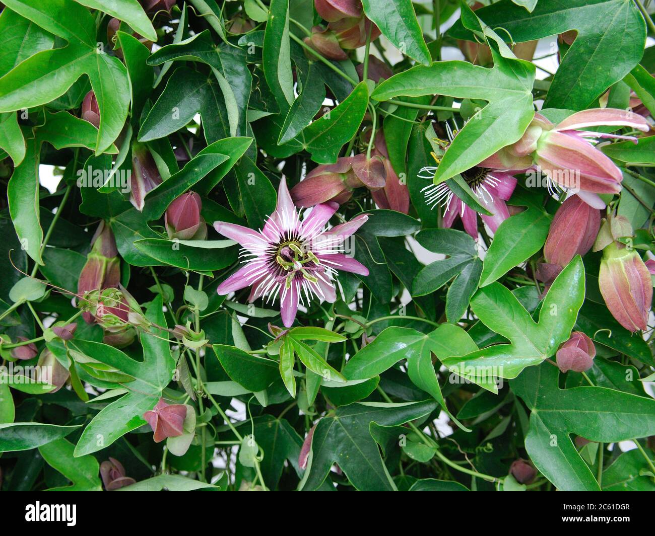 Passiflora x violacea Stock Photo - Alamy