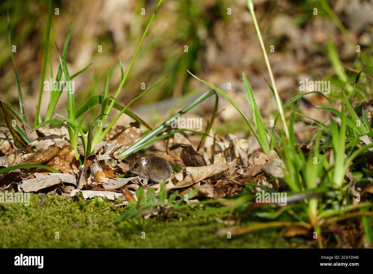 Long tailed field mouse sitting hi-res stock photography and images - Alamy