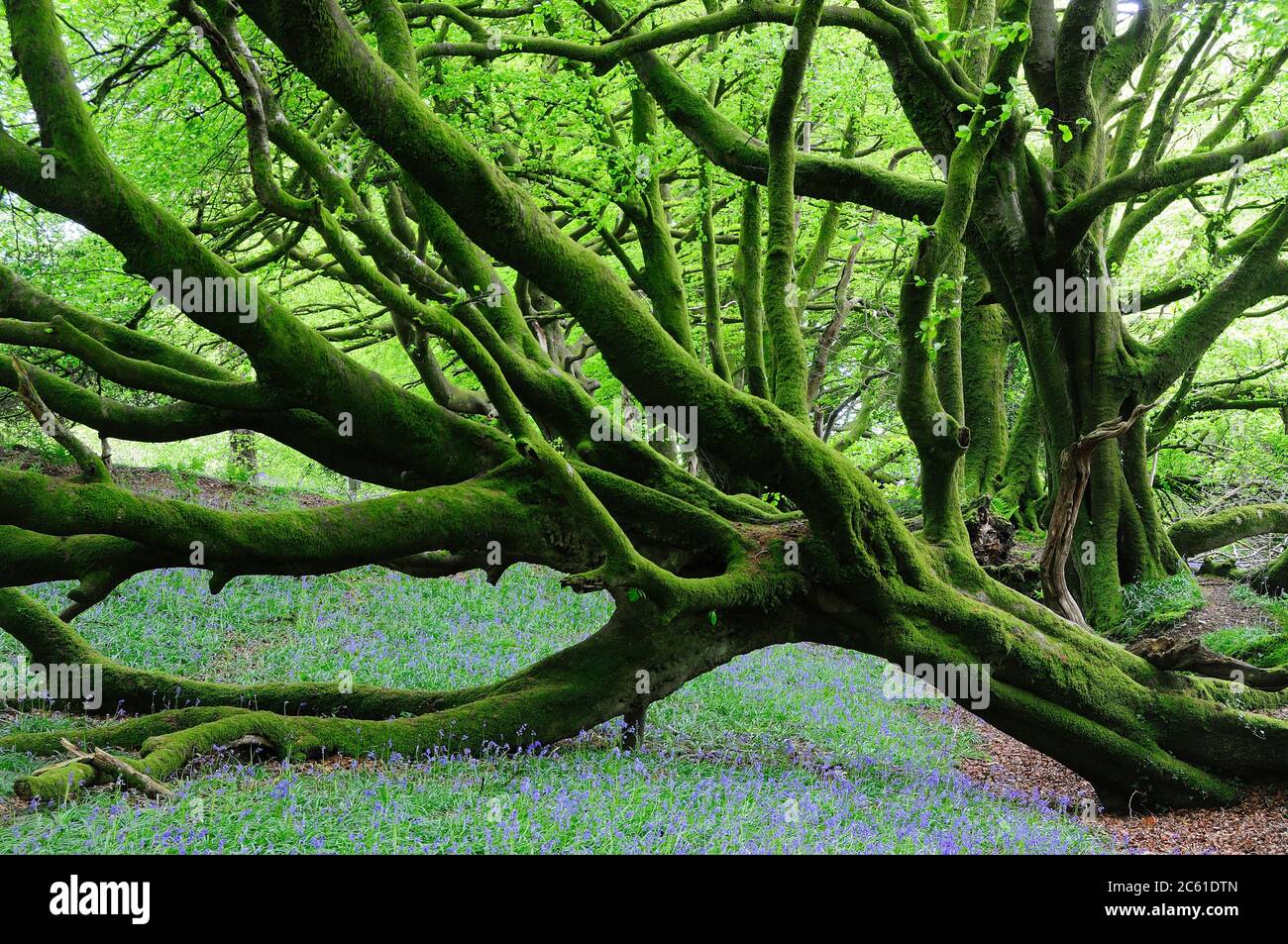 Beech trees on Lewesdon Hill, Dorset, UK Stock Photo - Alamy