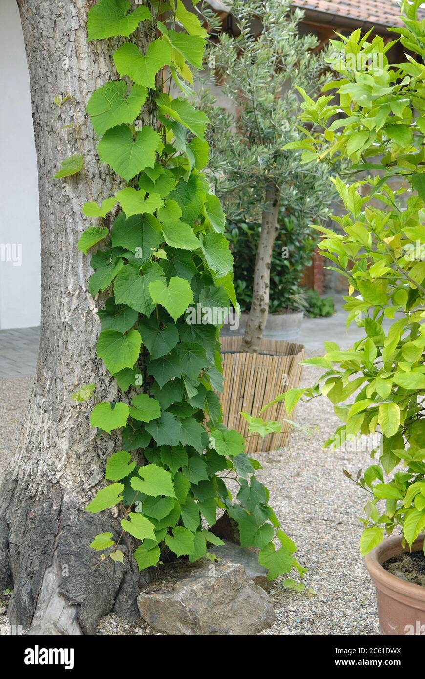 Vitis amurensis hi-res stock photography and images - Alamy