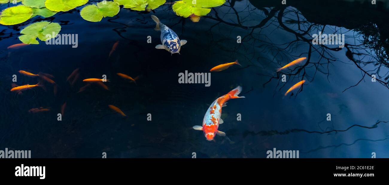 Famous Colorful asian fish Koi carp, colored varieties of Amur carp ...