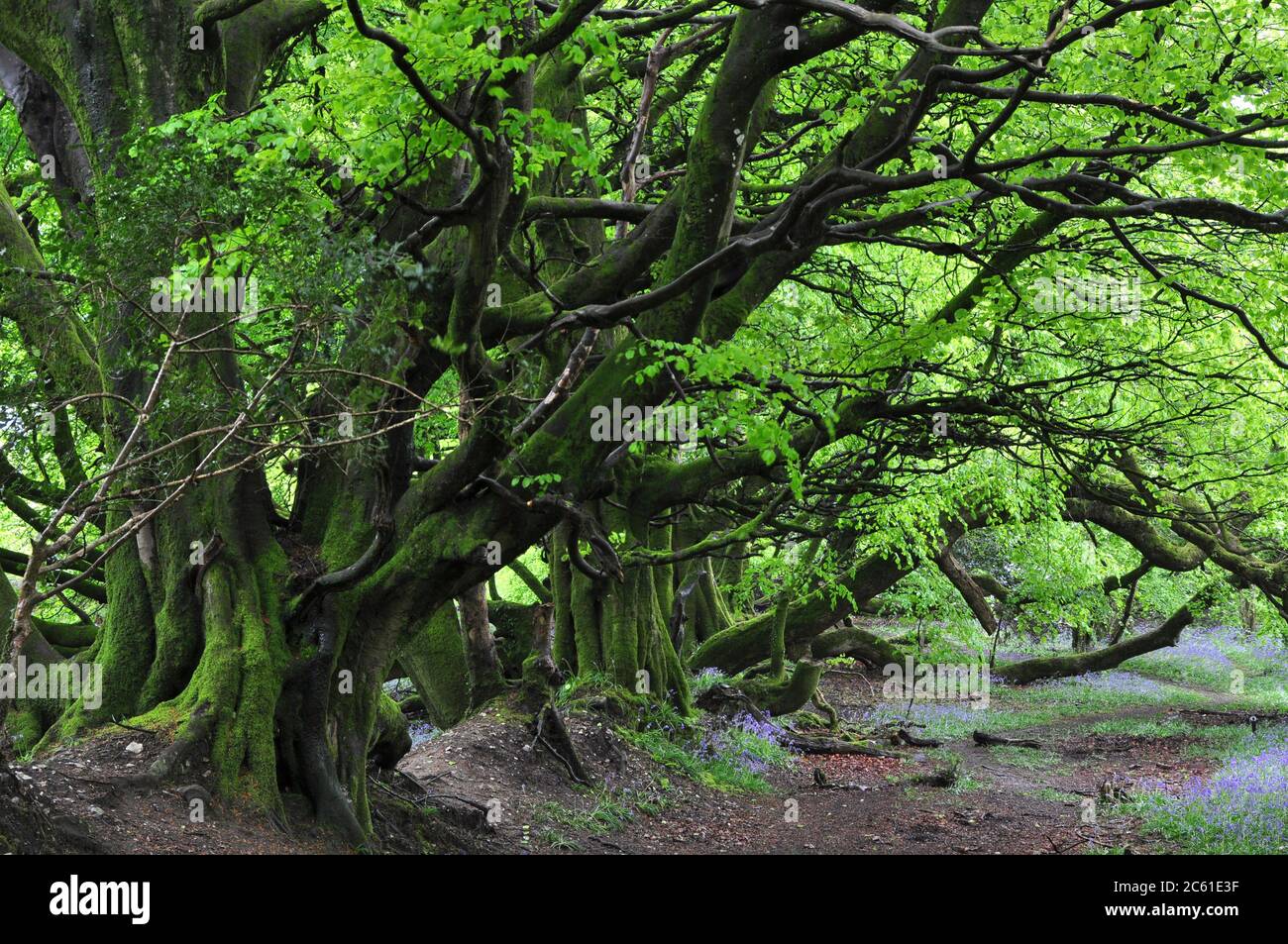 Beech trees on Lewesdon Hill, Dorset, UK Stock Photo - Alamy