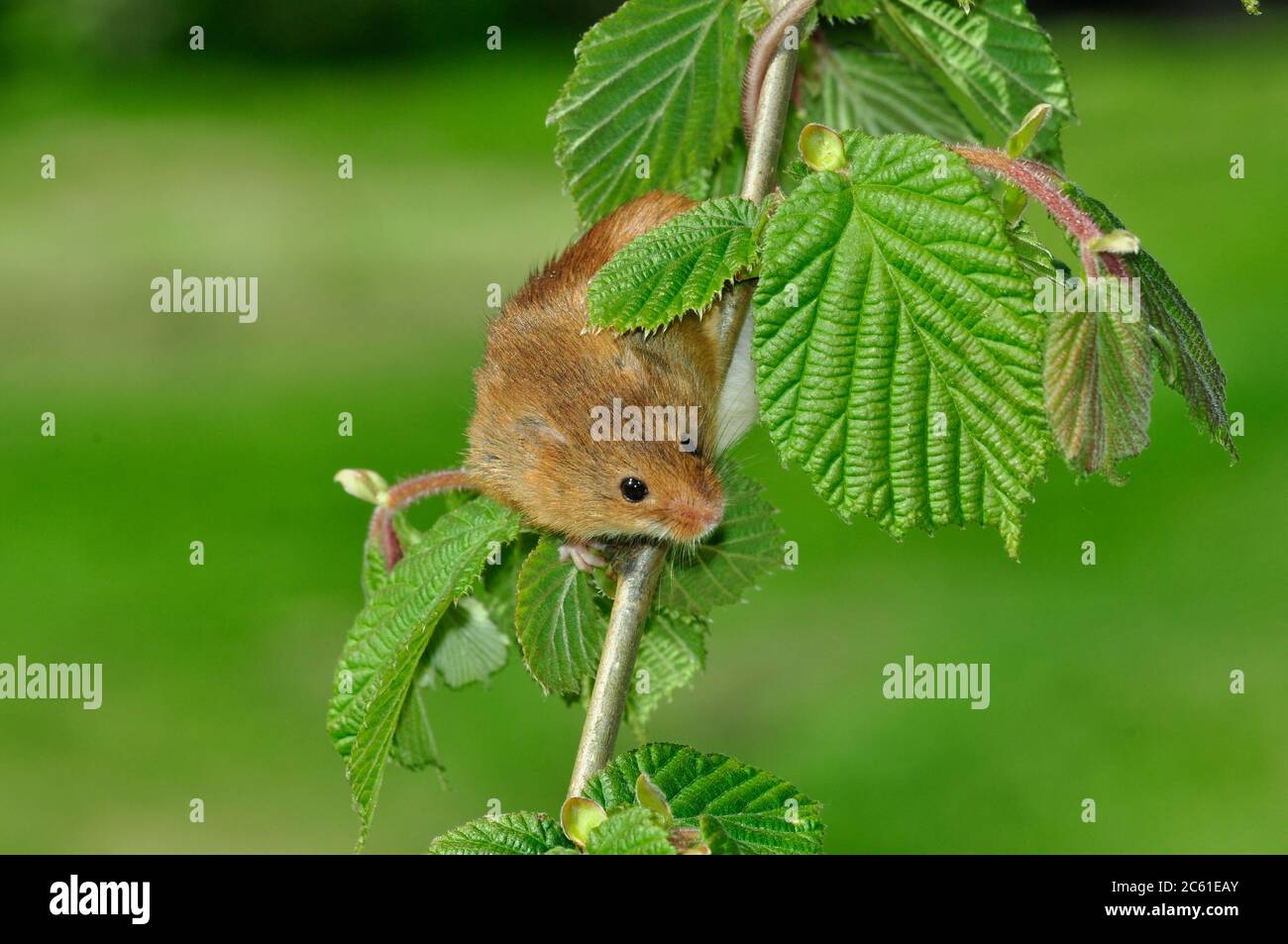 Hazel Mouse High Resolution Stock Photography and Images - Alamy