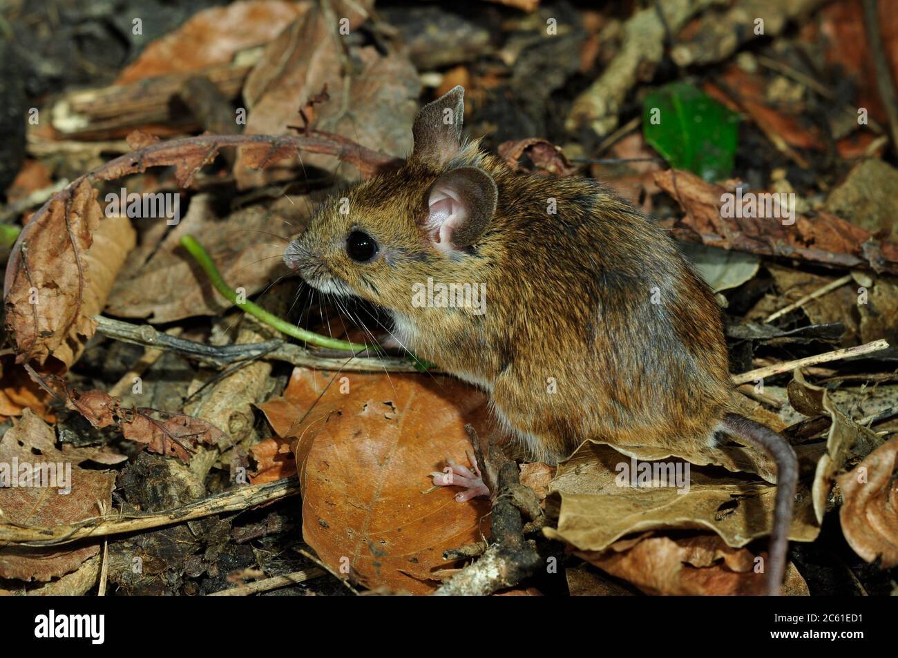 wood mouse apodemus sylvaticus Stock Photo - Alamy