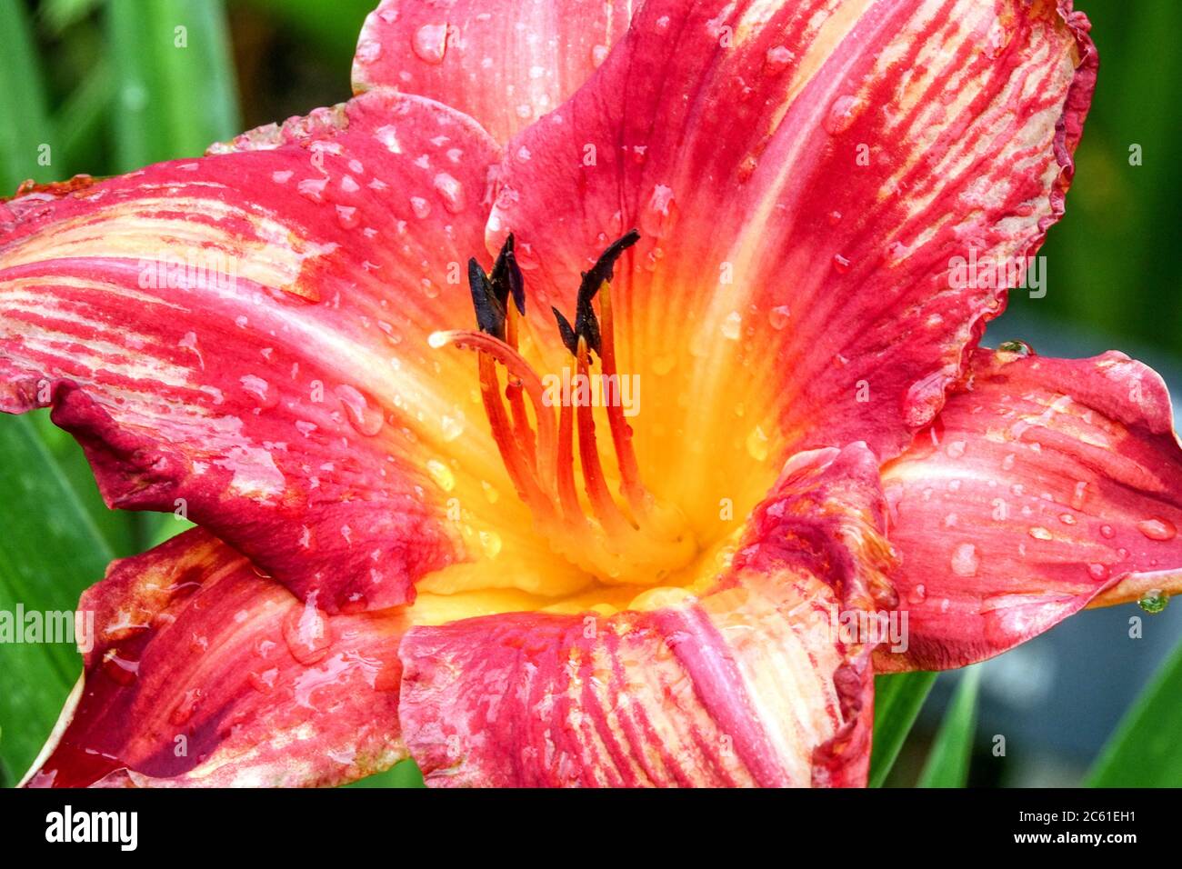 Bright red flower Daylily red Hemerocallis 'Ruffled Ruby' bloom Stock Photo - Alamy