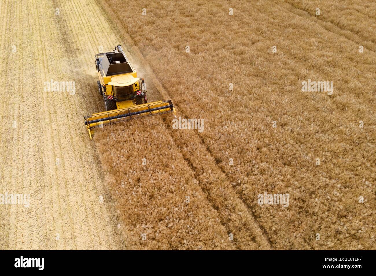 aerial view of a modern combine harvester in action in a rapeseed field ...