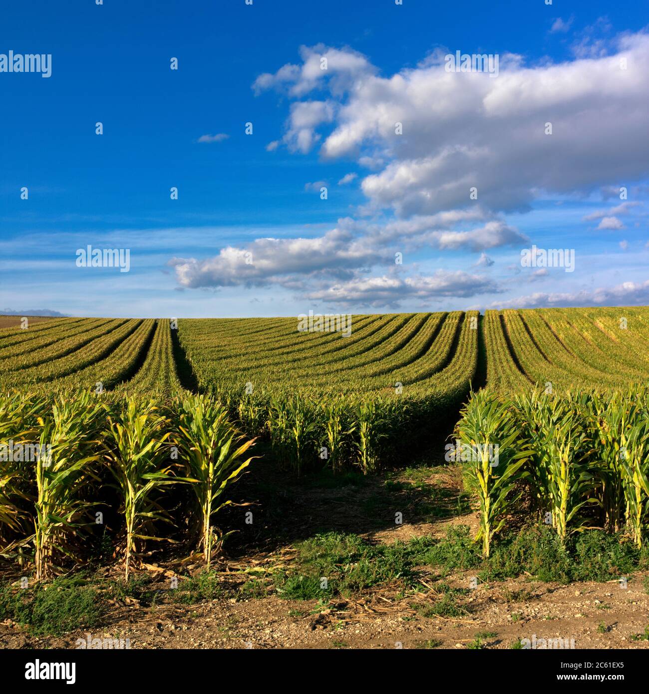 Field of corn in Auvergne. France Stock Photo - Alamy