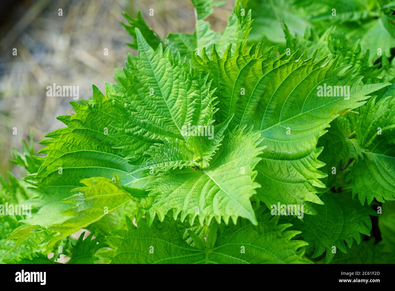 Green and purple shiso perilla herb growing in the garden Stock Photo ...