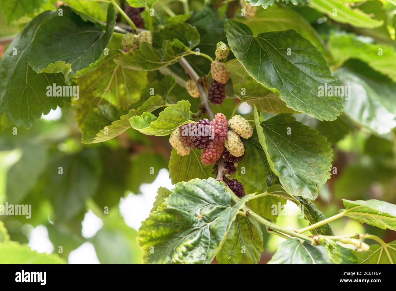 Mulberry fruit hi-res stock photography and images - Alamy