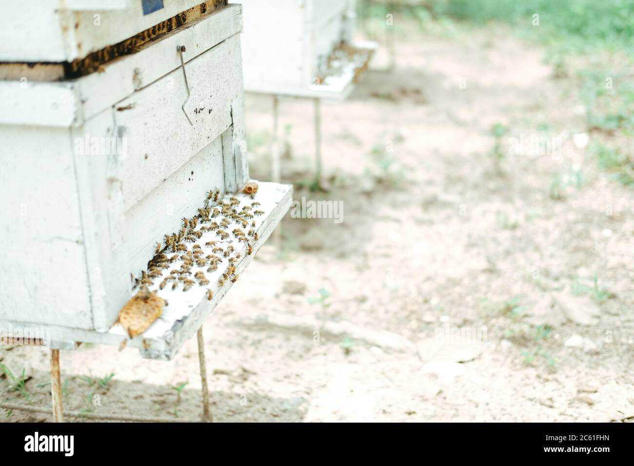 honey bee beehive. bees house in garden Stock Photo - Alamy