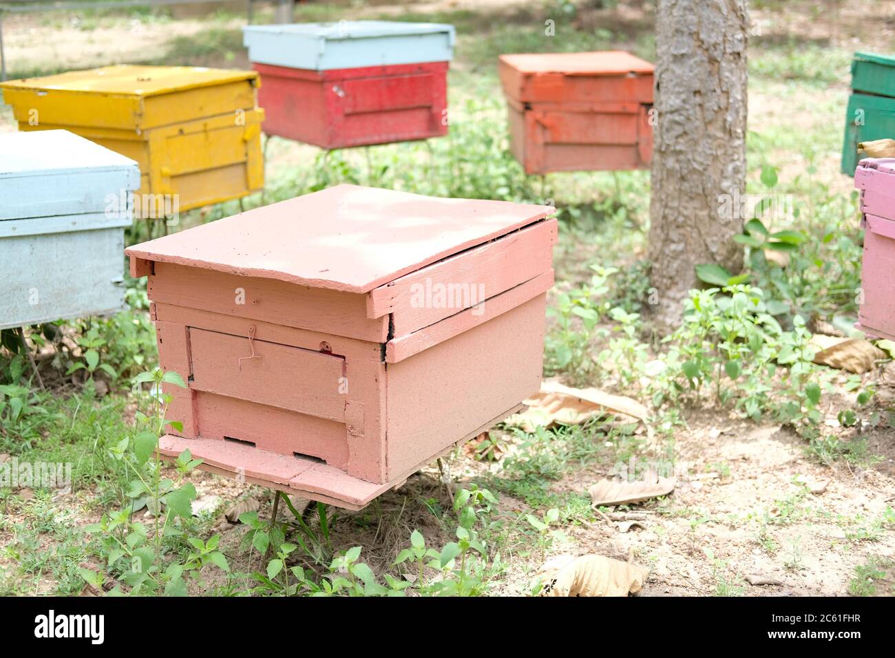 honey bee beehive. bees house in garden Stock Photo - Alamy