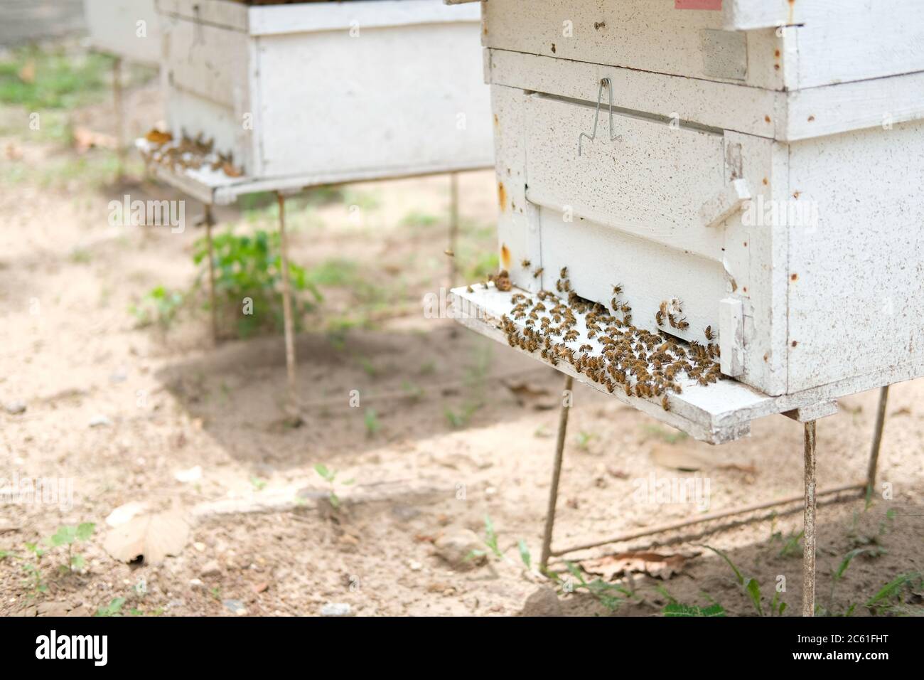 honey bee beehive. bees house in garden Stock Photo - Alamy