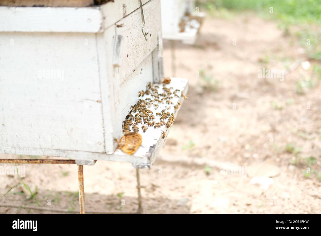 honey bee beehive. bees house in garden Stock Photo - Alamy
