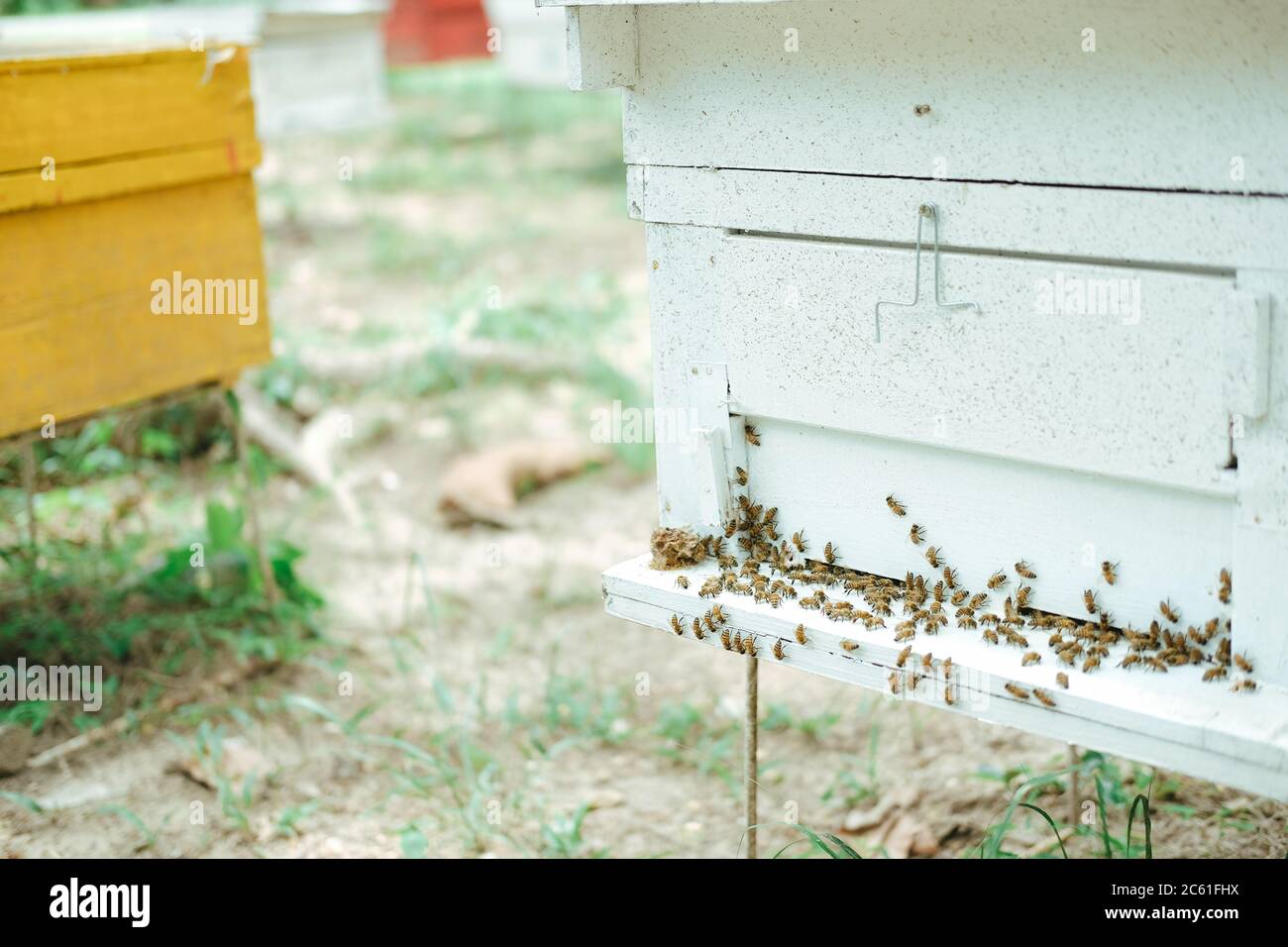 honey bee beehive. bees house in garden Stock Photo - Alamy