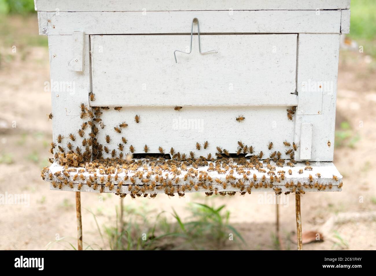 honey bee beehive. bees house in garden Stock Photo - Alamy