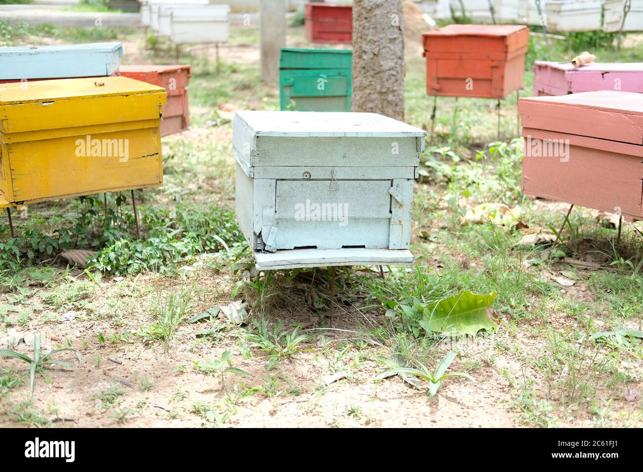 honey bee beehive. bees house in garden Stock Photo - Alamy