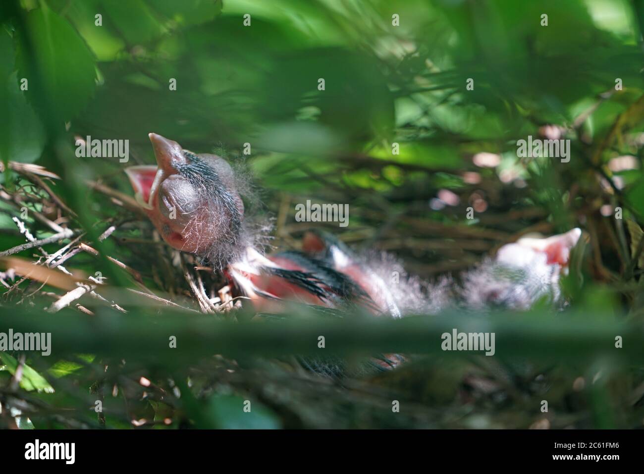A newborn Northern Cardinal chick bird in the nest Stock Photo - Alamy