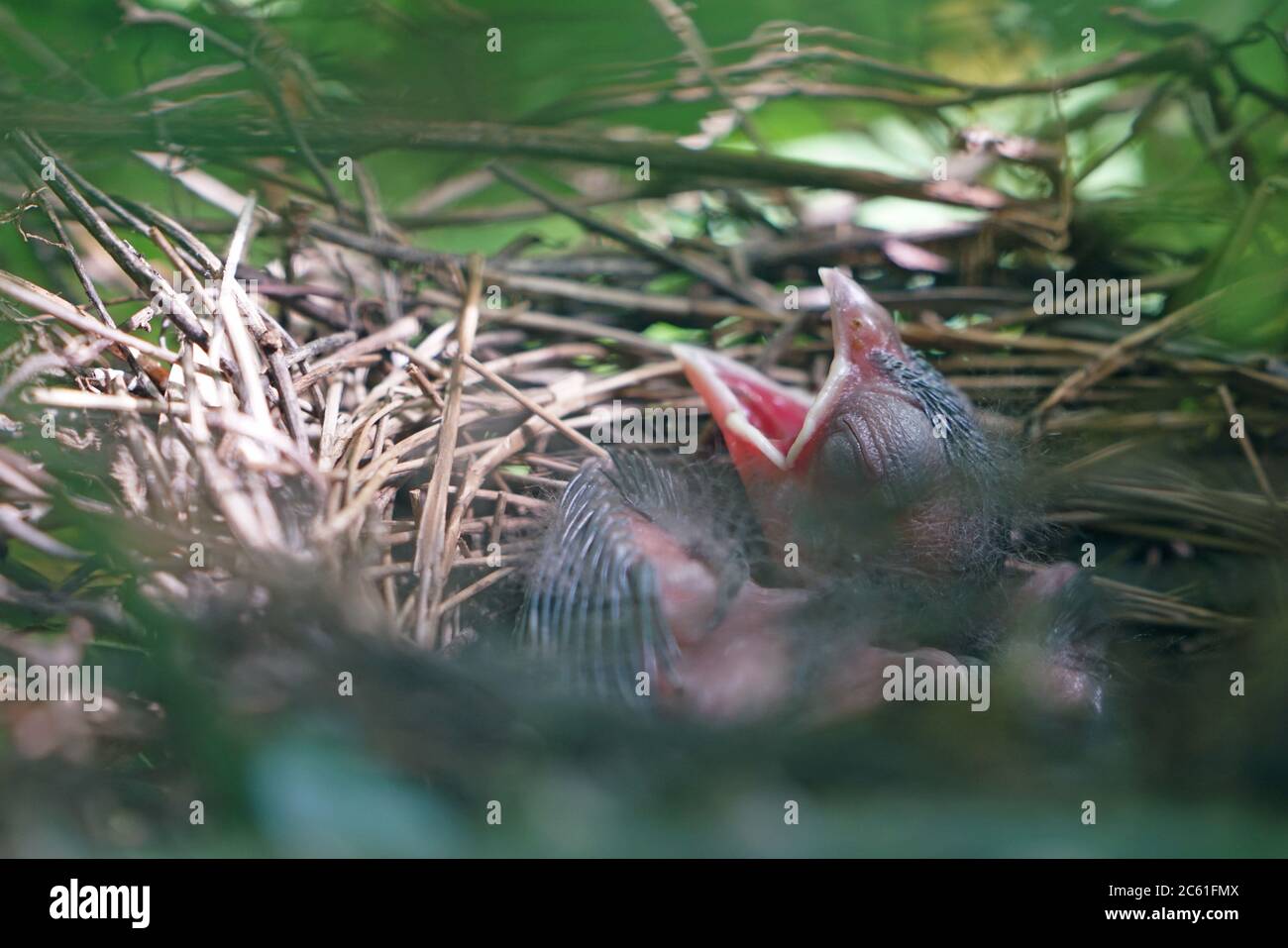 Cardinal nest hi-res stock photography and images - Alamy