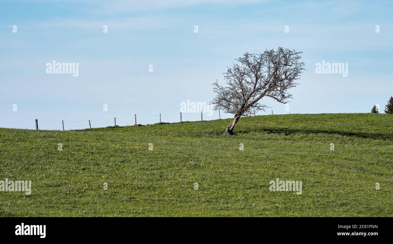 Landscape near Nesselwang in Ostallgaeu in Bavaria in Germany. It is an ...