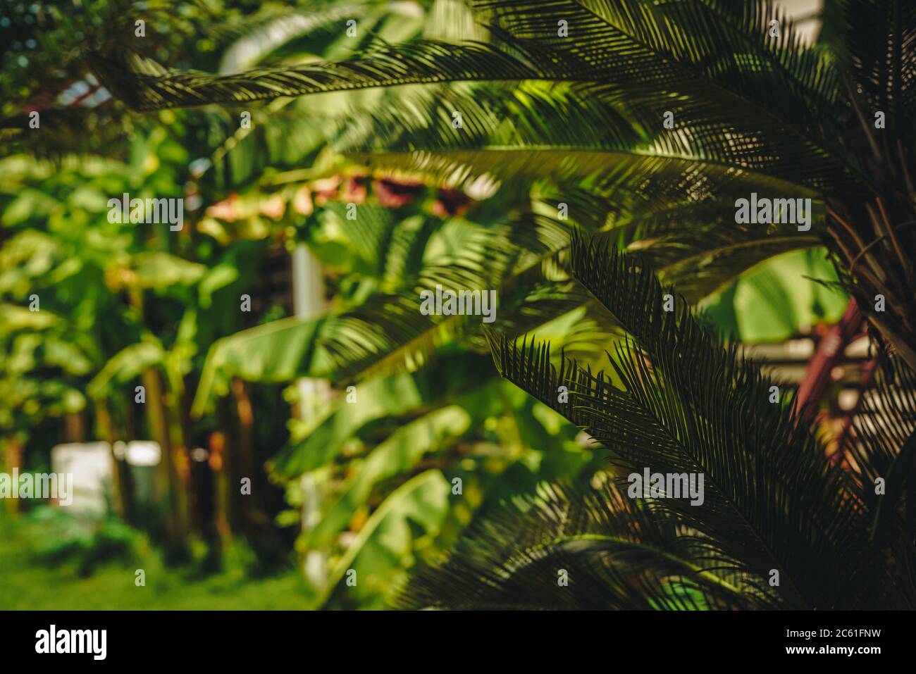 Green palm trees hi-res stock photography and images - Alamy