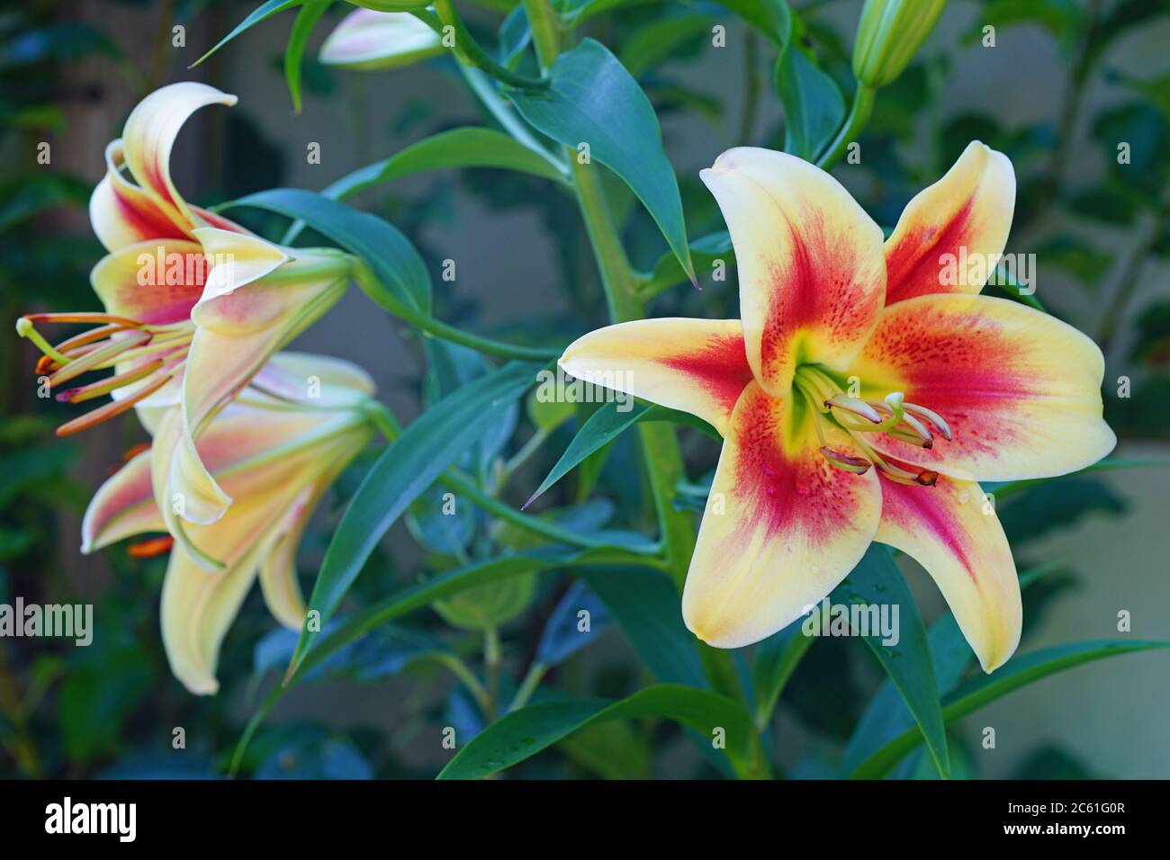 Ot hybrid lily hi-res stock photography and images - Alamy