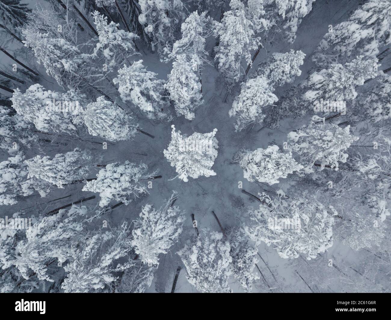 Aerial nature scene pine trees hi-res stock photography and images - Alamy