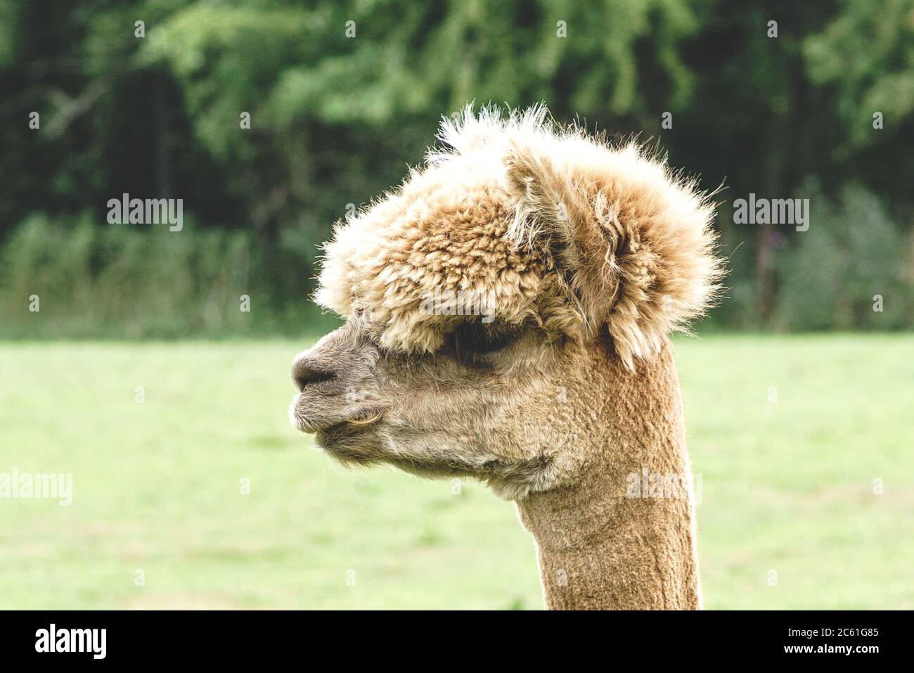A new haircut for the llama. Headshot Stock Photo - Alamy
