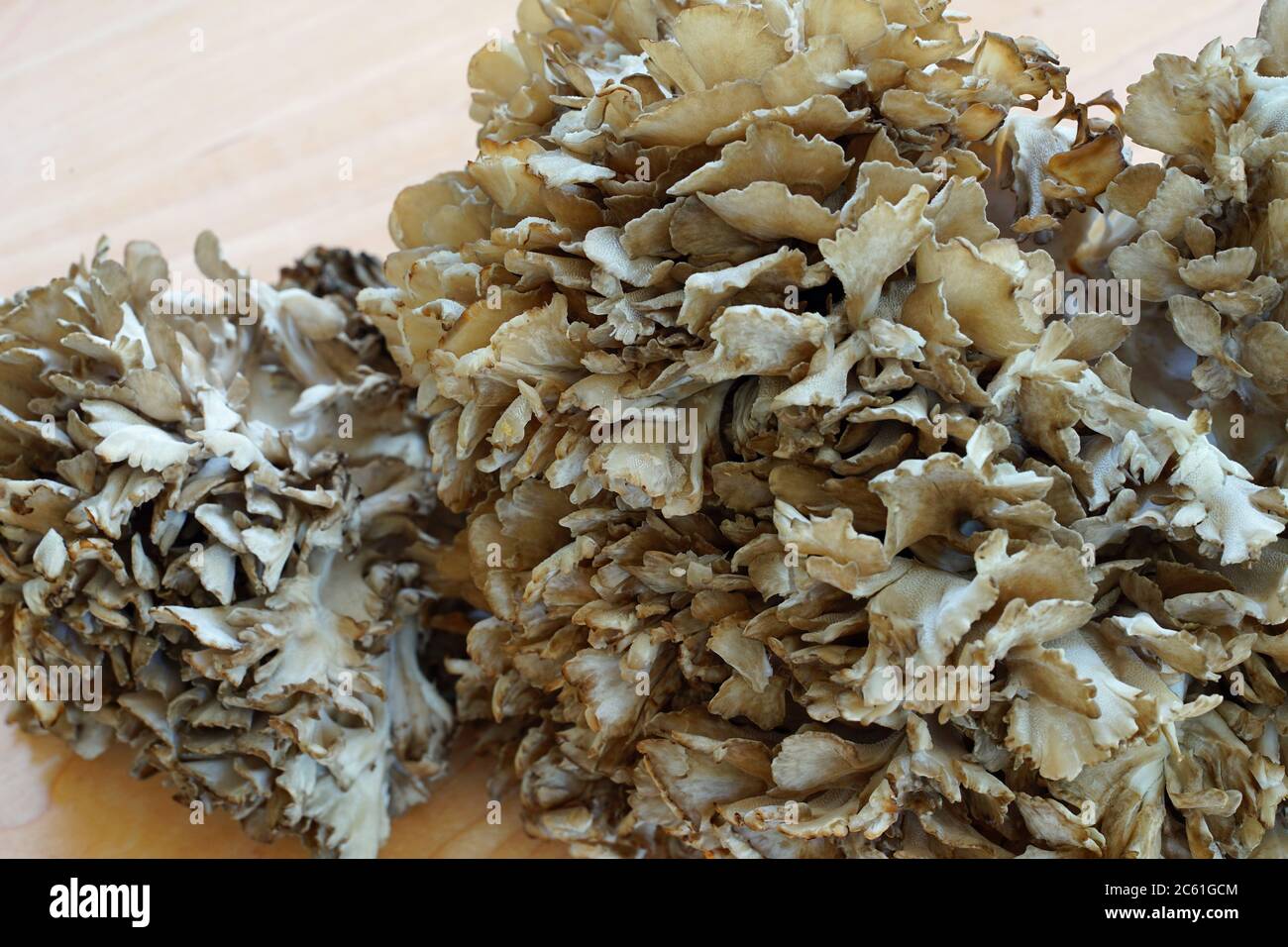 Fresh hen-of-the-wood maitake mushrooms (grifola frondosa) at the ...