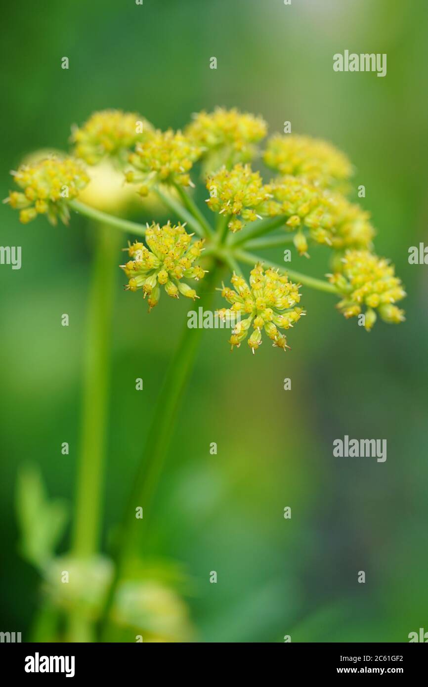 Yellow flowers of the lovage plant Stock Photo - Alamy