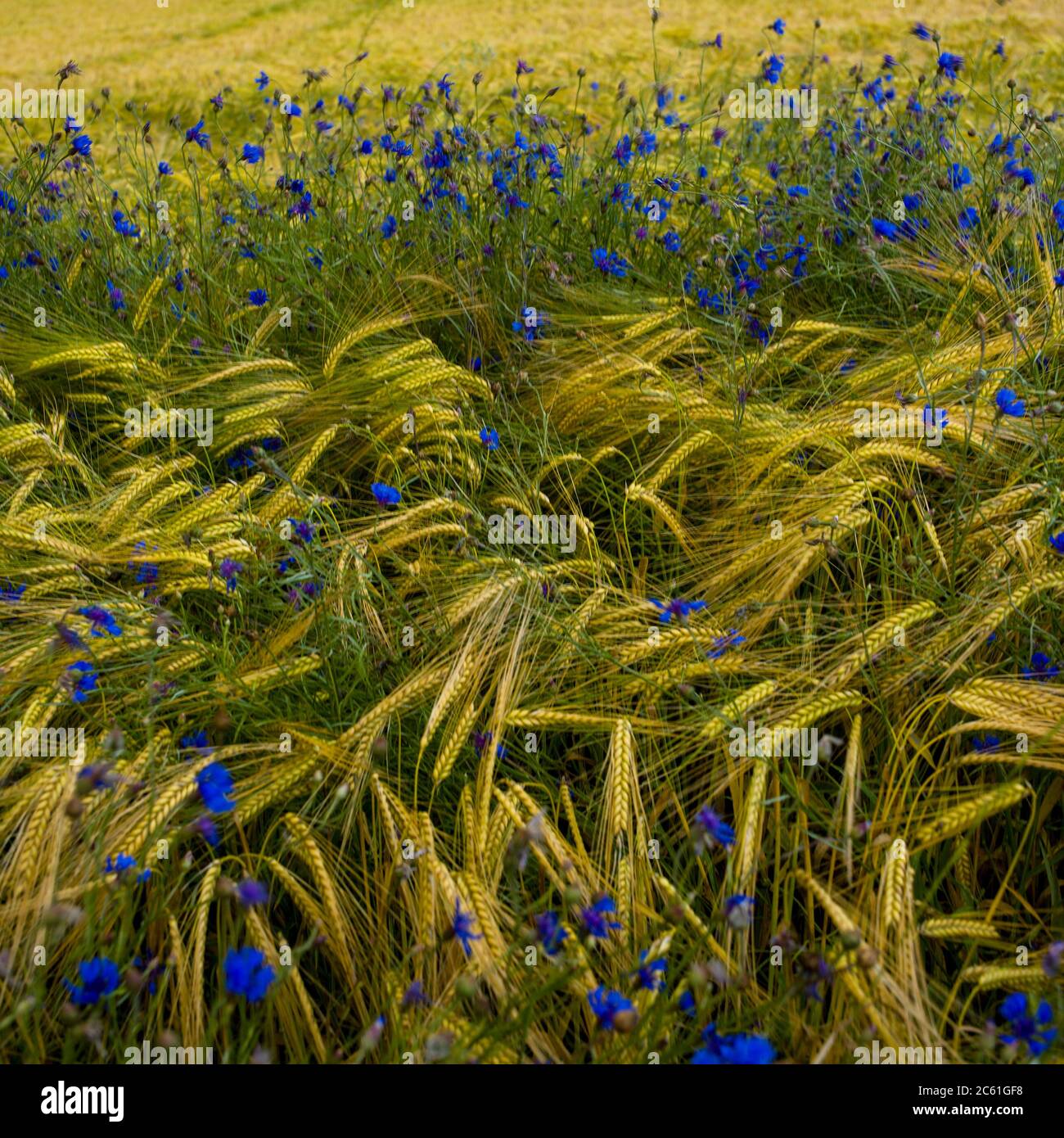 Barley growth hi-res stock photography and images - Alamy