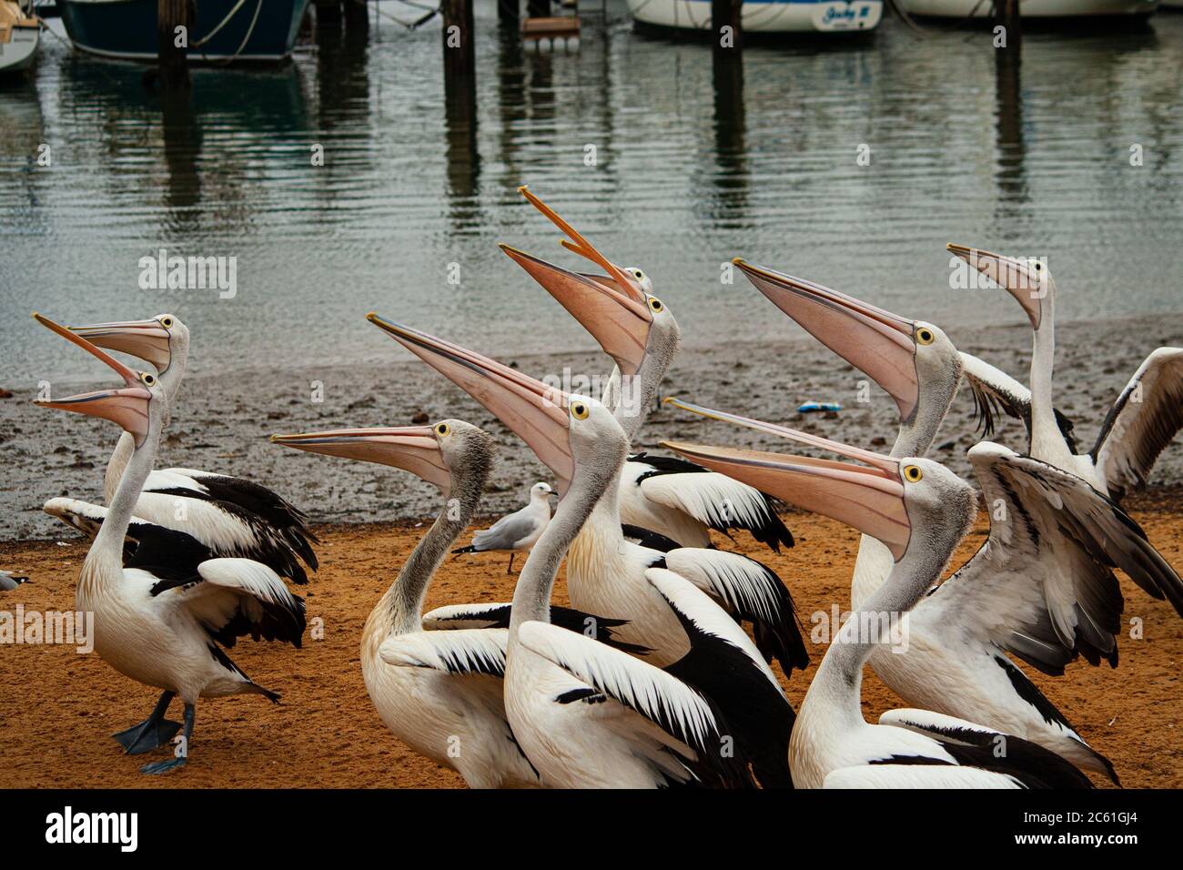A whole flock of Pelicans waiting for some food Stock Photo - Alamy