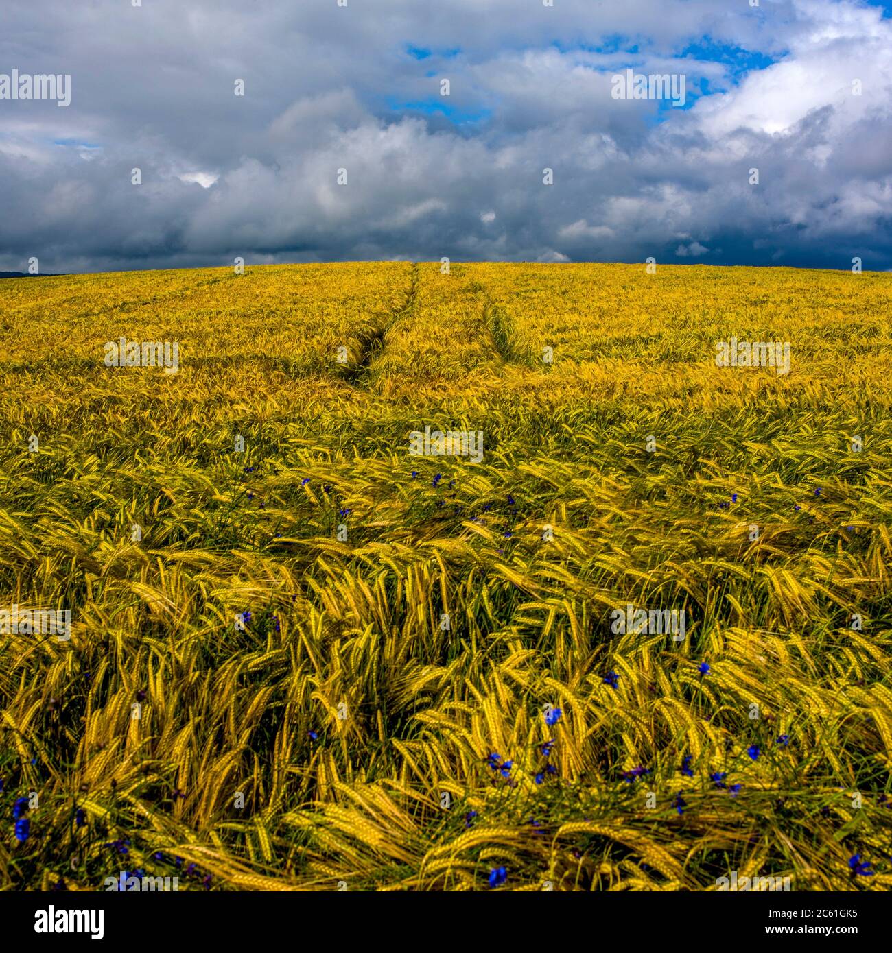 Barley growth hi-res stock photography and images - Alamy