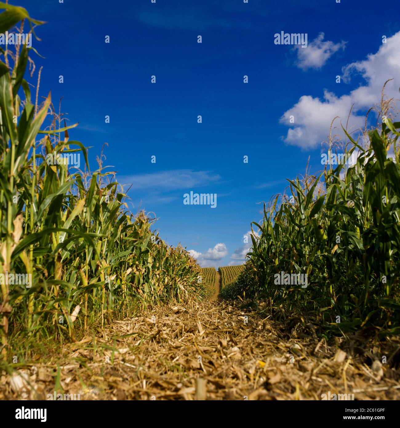 Crop maize hi-res stock photography and images - Alamy