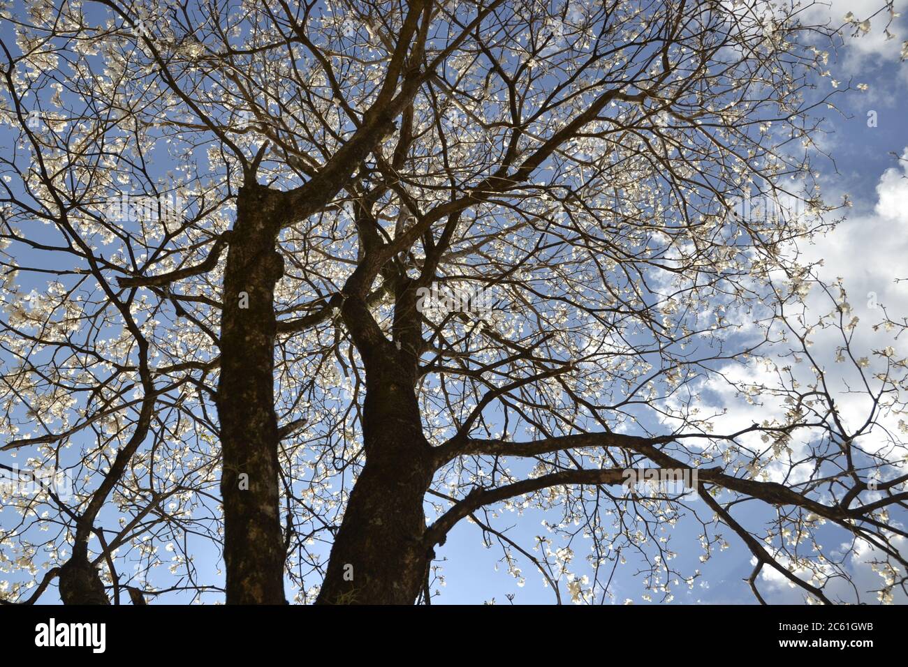 Ipes. White ipe tree grove with selective focus on grove in interior ...