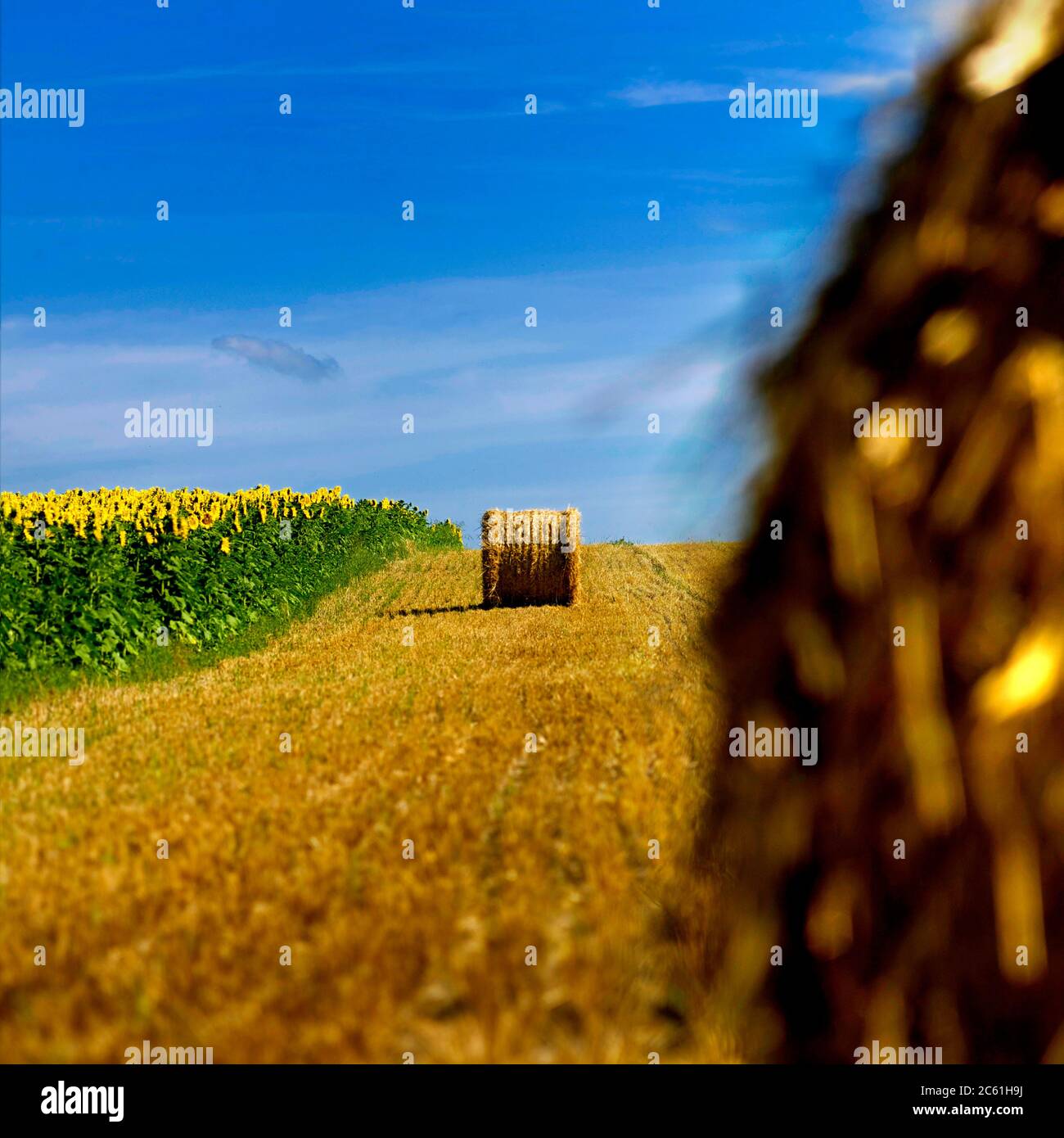 Roll of hays in the field hi-res stock photography and images - Alamy