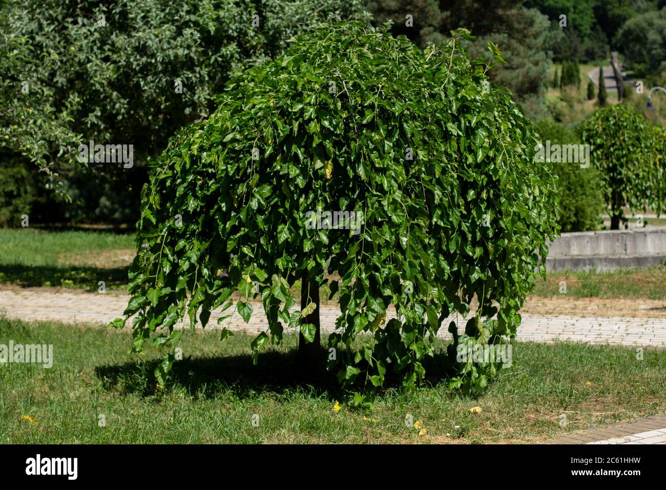 beautiful tree with hanging leaves in garden Stock Photo - Alamy