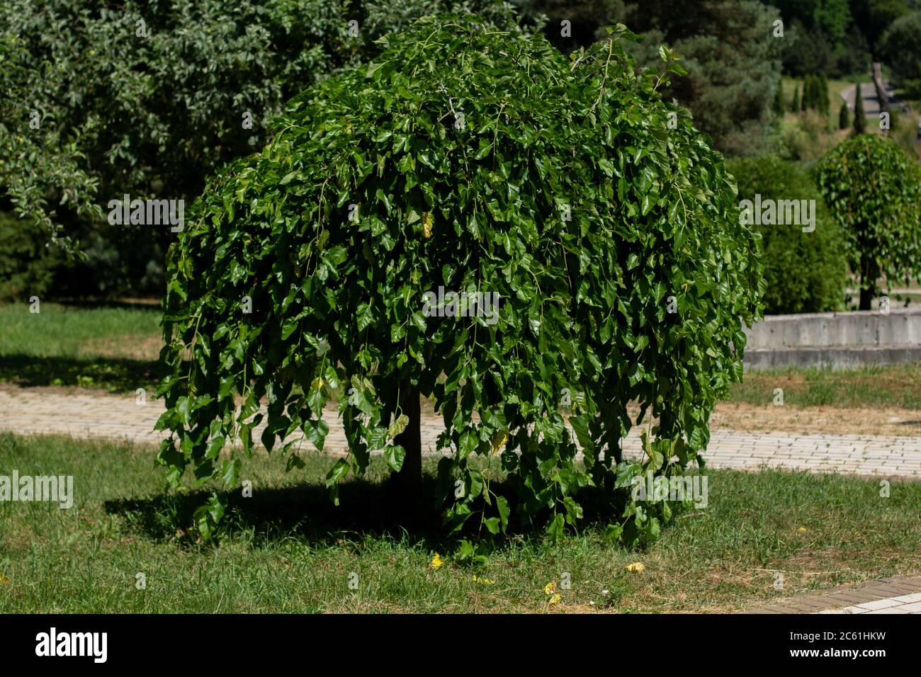 beautiful tree with hanging leaves in garden Stock Photo - Alamy