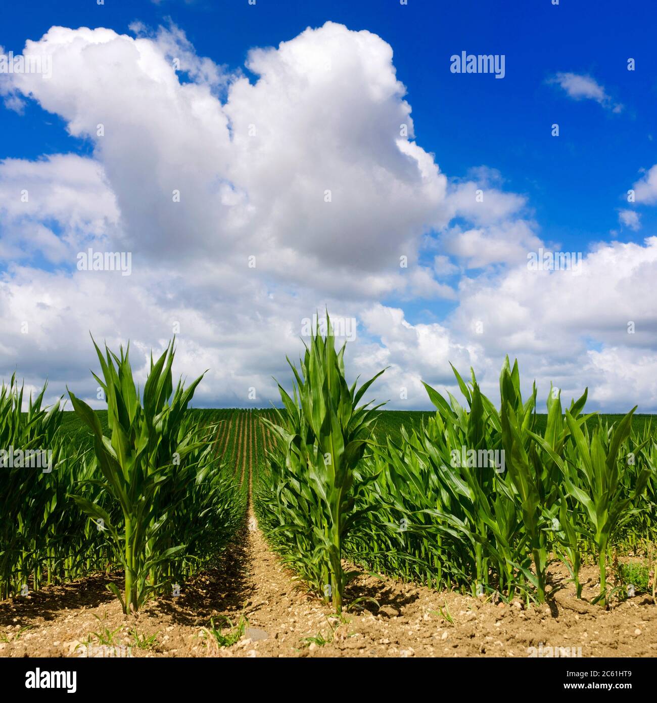 Corn cob crop hi-res stock photography and images - Alamy