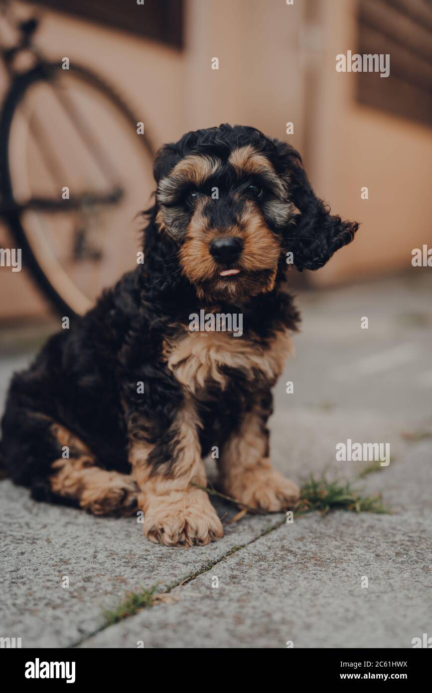 Cockapoo looking out hi-res stock photography and images - Alamy