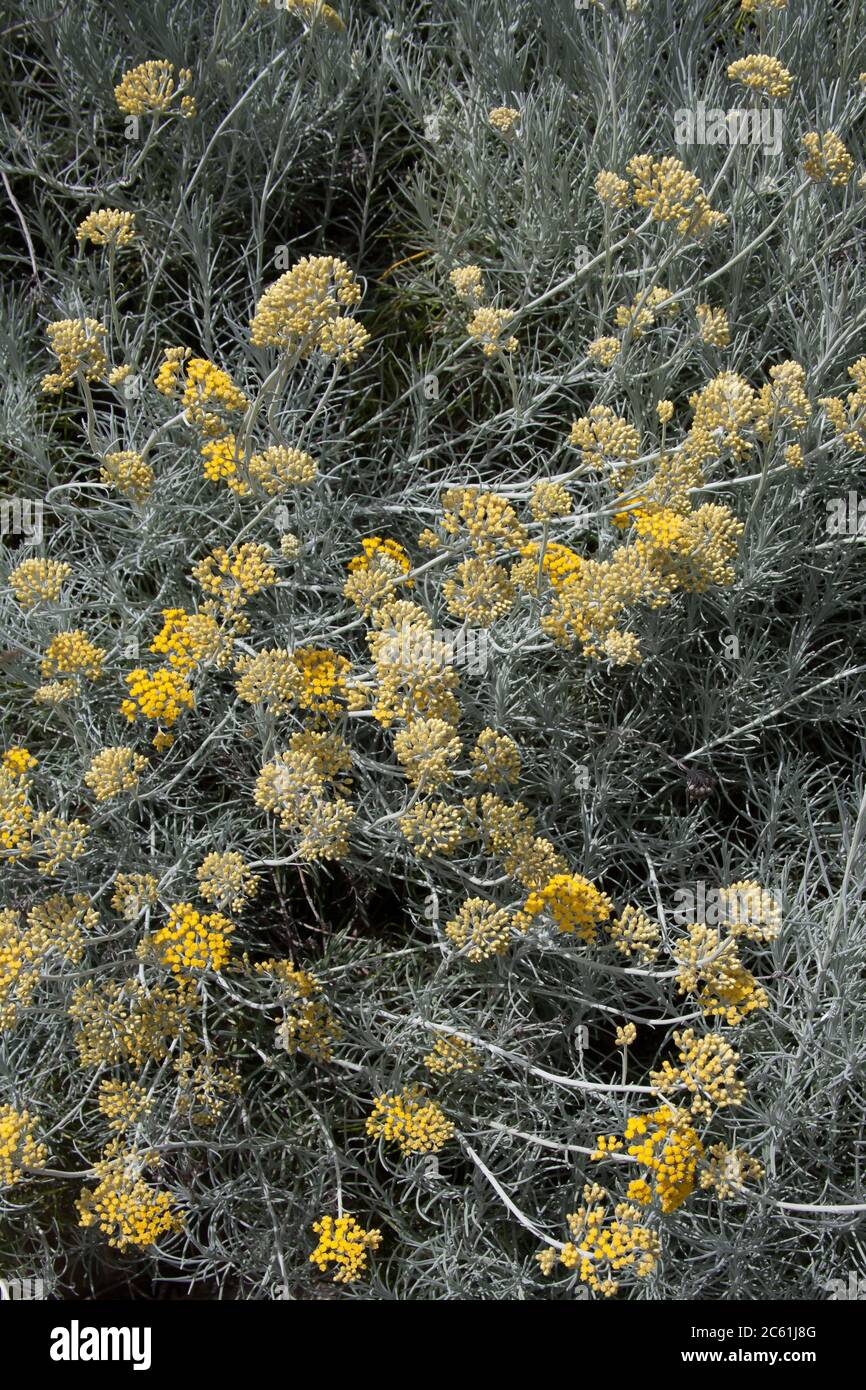 A Curry Plant, a species of Strawflower also known as Yellow chaste ...