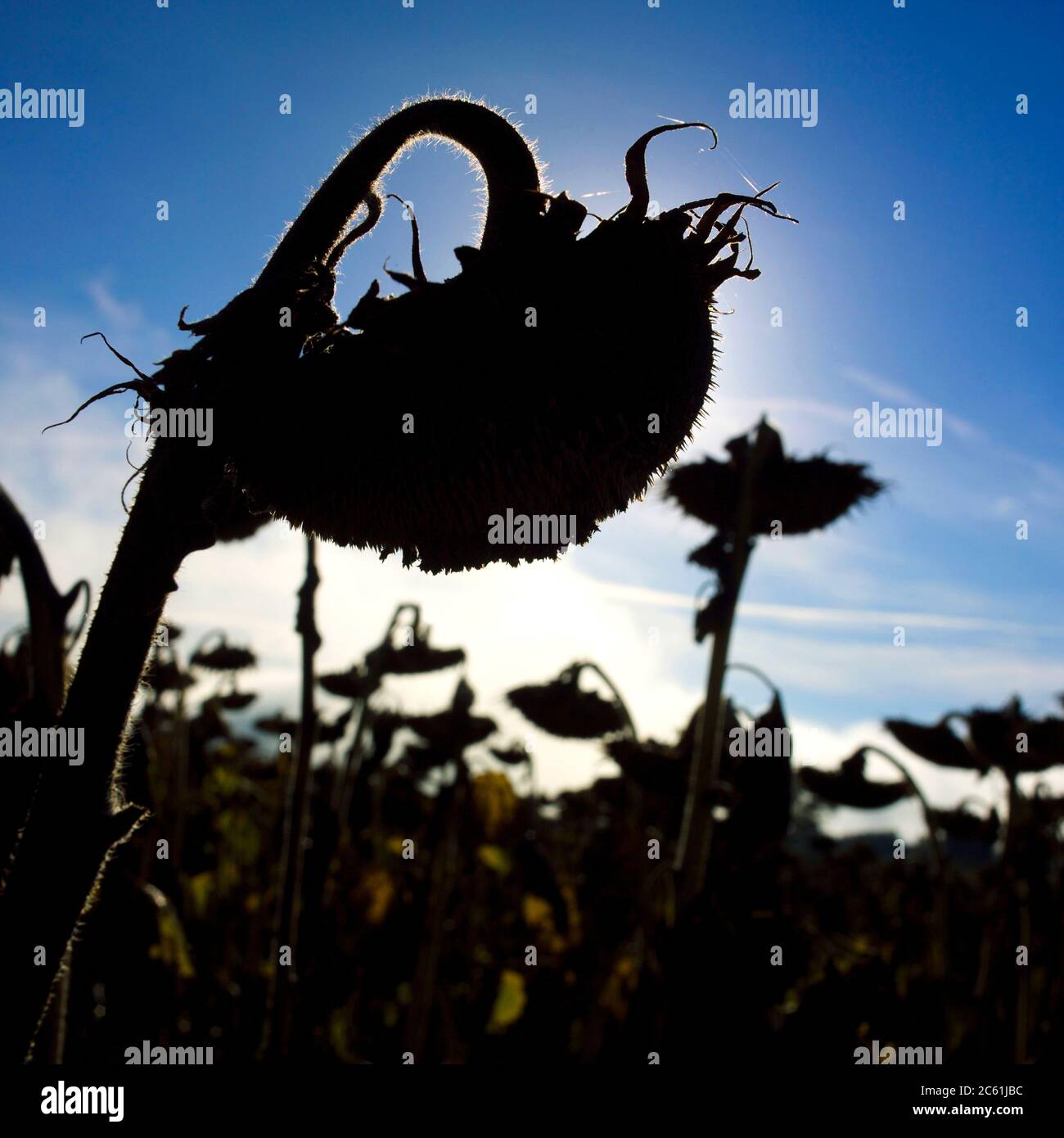Plant silhouette silhouettes hi-res stock photography and images - Alamy